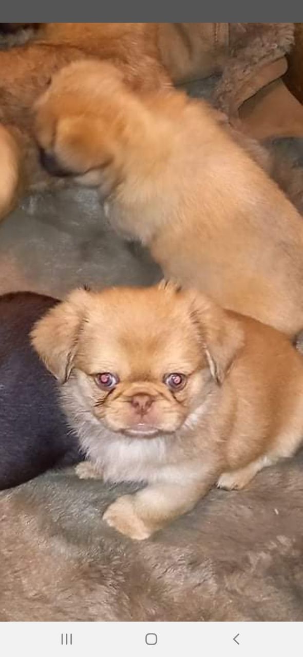 Vind cățeluşi de rasa pichinez