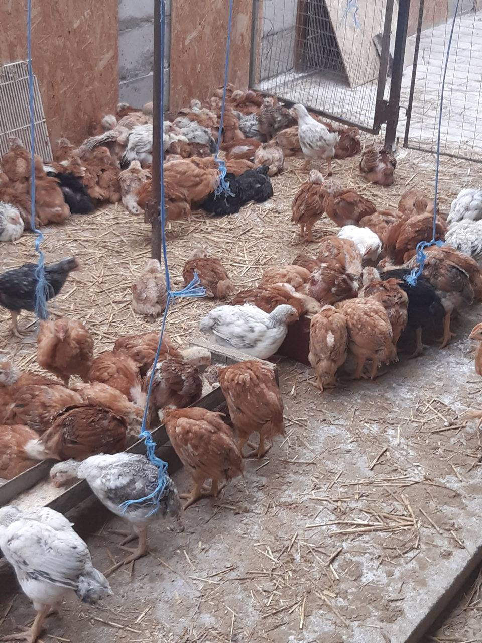 Pui de rasa franceza hubbard crescuti in conditii de casa bio facem livrare