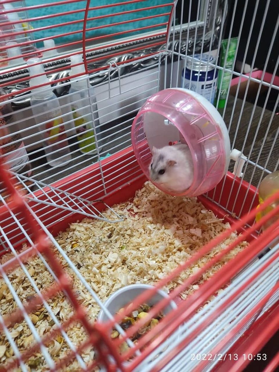 Hamster cu cusca. Хомяк с клеткой.