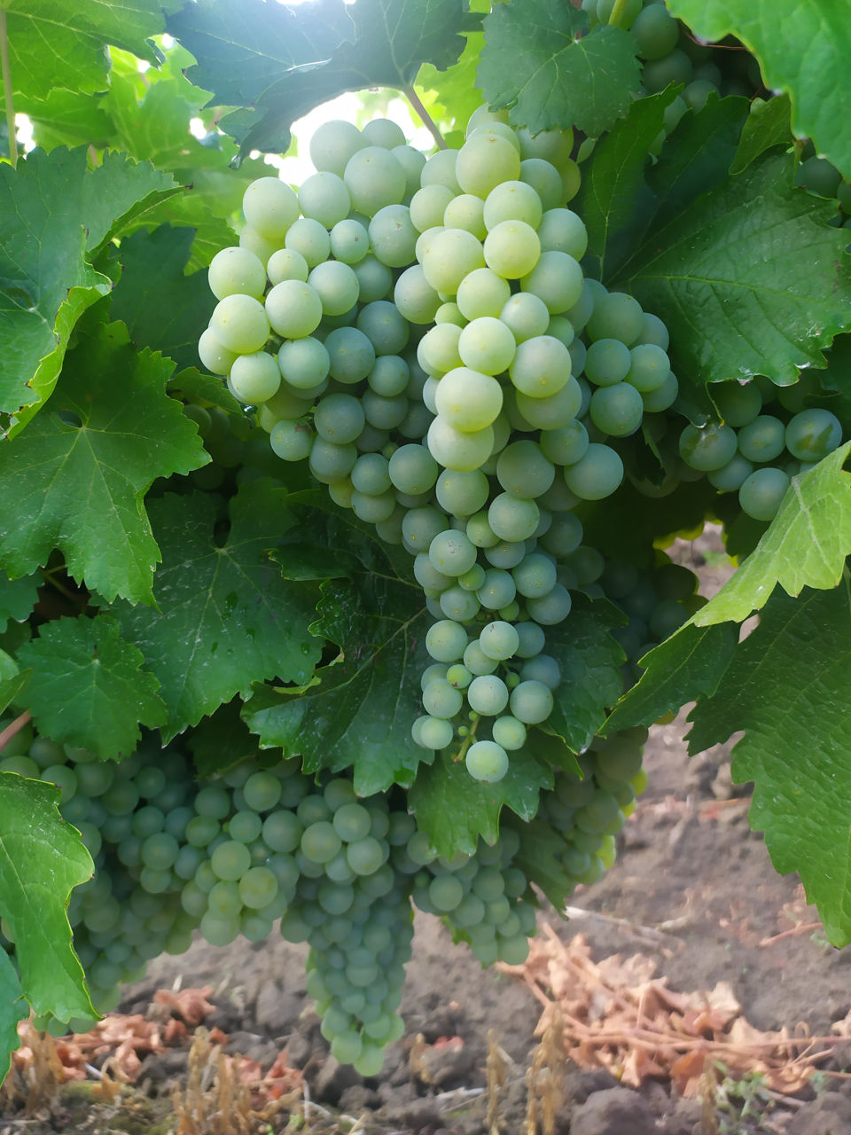 Vind poama diverse soiuri de sruguri