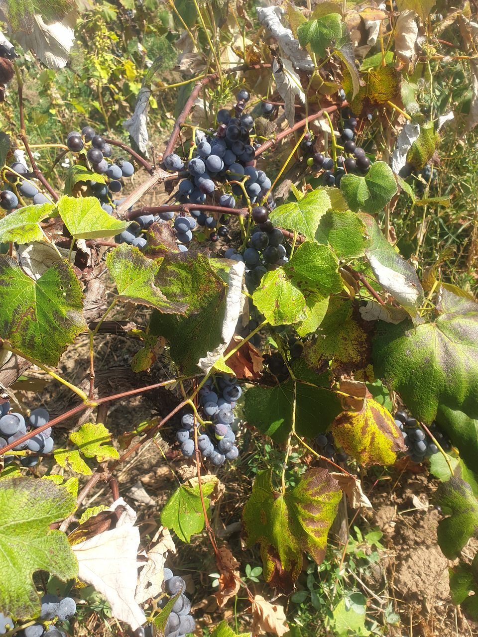 Vindem poama Lidia(Capsuna)