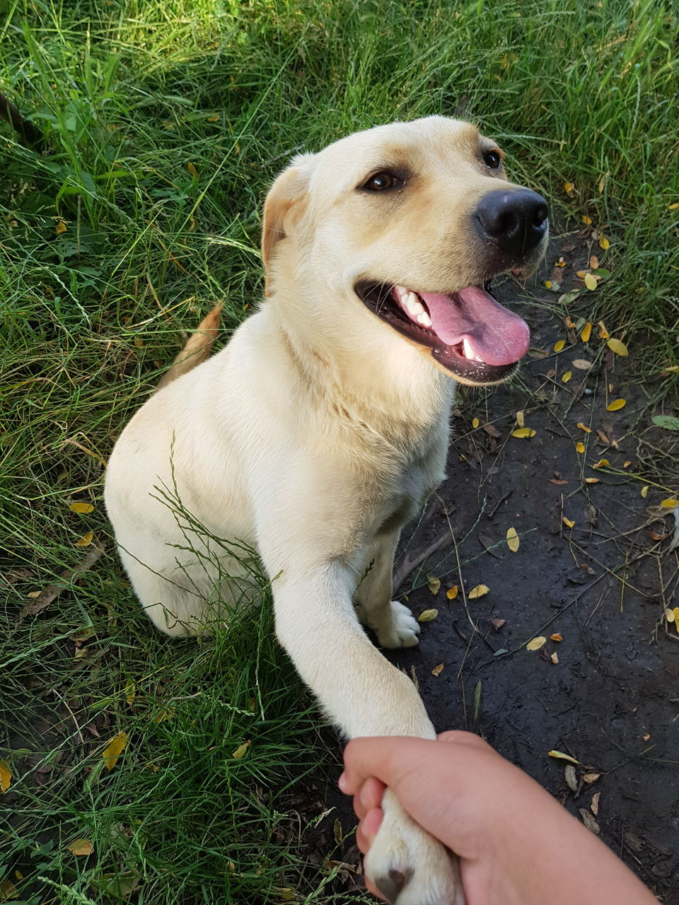 Labrador