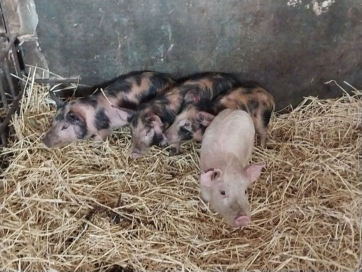 Se vind purcele Landras/Diuroc de carne Hraniti cu mincare uscata..10kg/13K-1700 lei