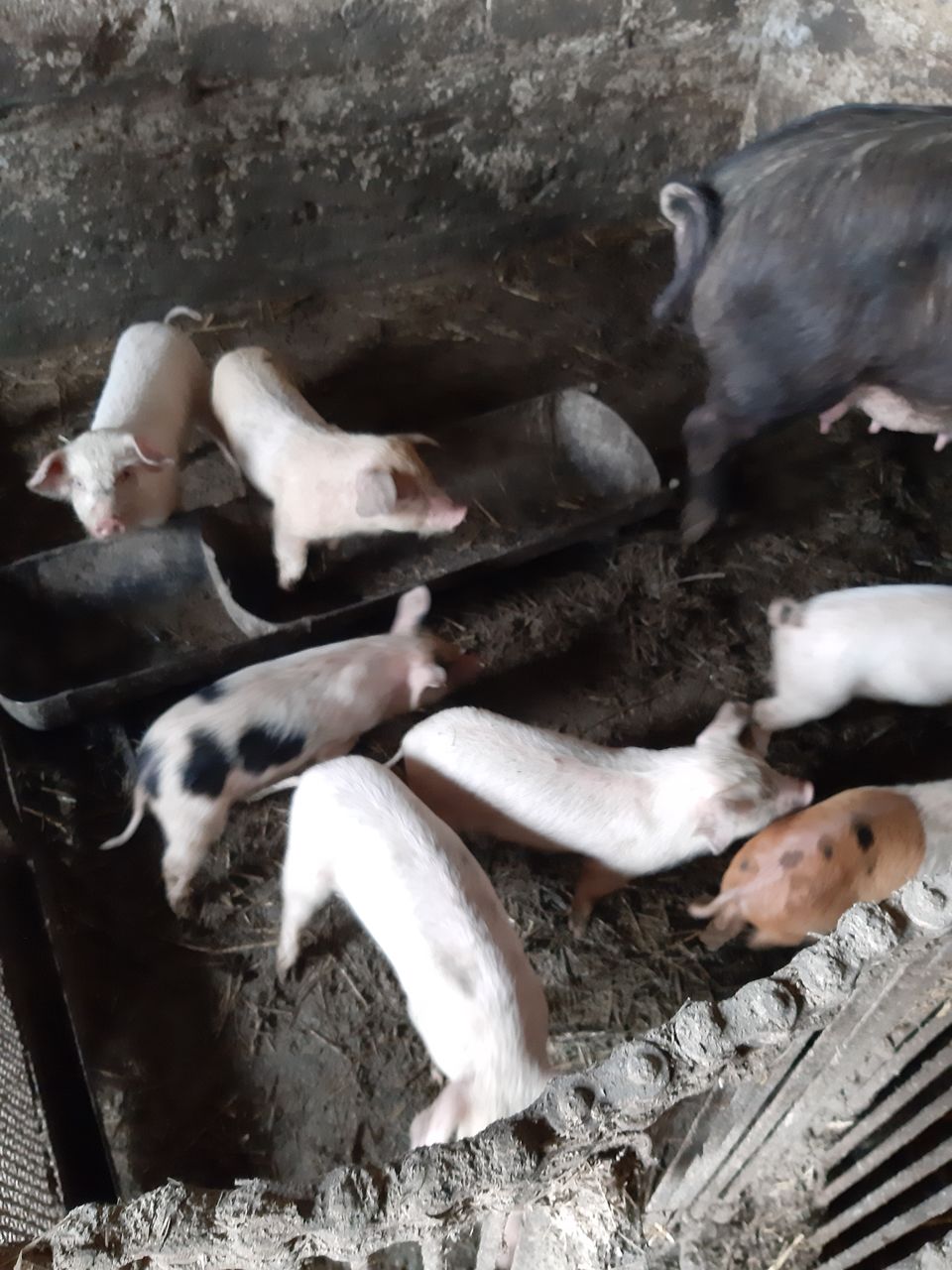 Purcei landras+diuroc incrucisat