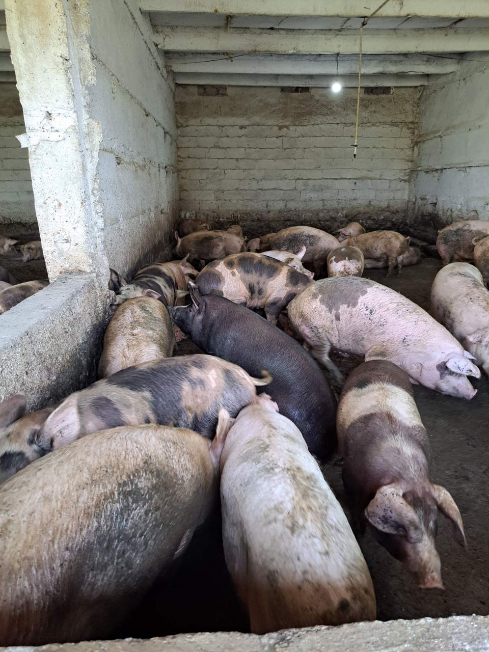 Cumpar porci mari!!!