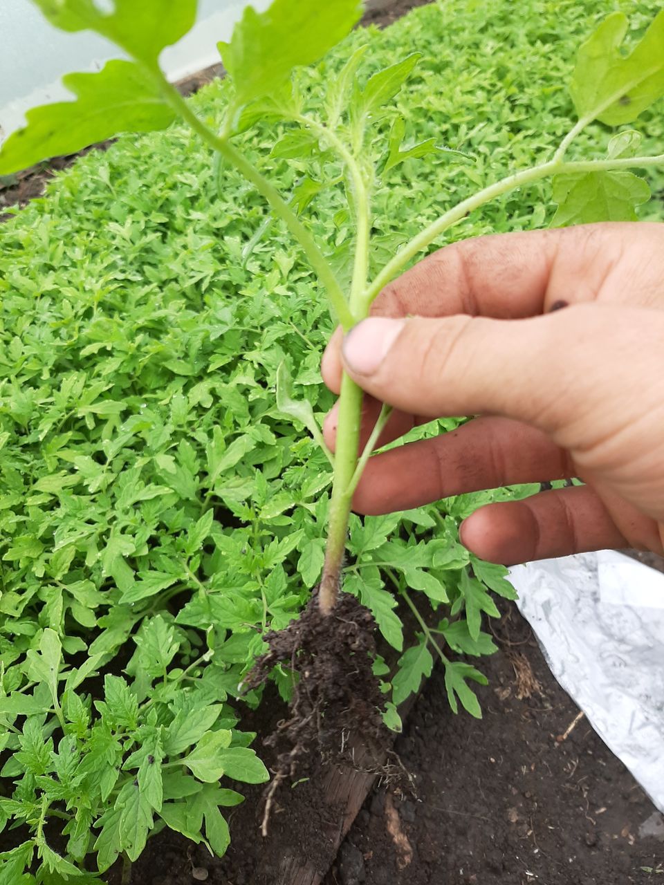 Vînd rasad de roşii în Nisporeni