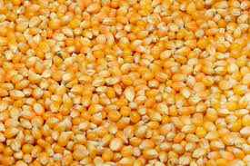 Vând porumb