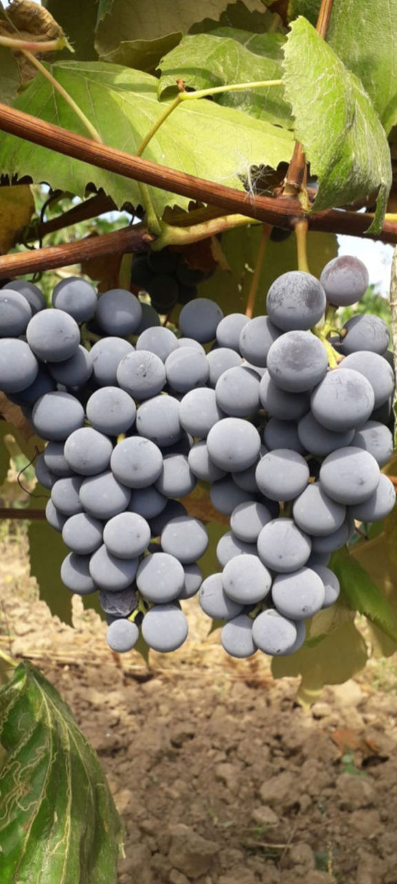 Vindem poama Moldova si Izabela! neagra si alba