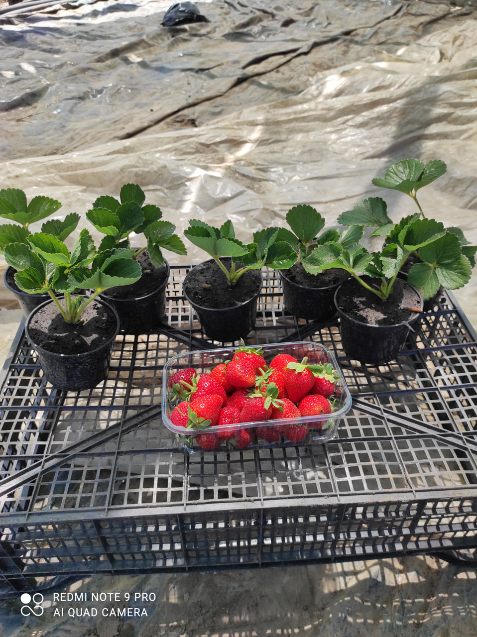 Rasad de capsuni,Albion,cabrillo,malga,alba,marmelad,