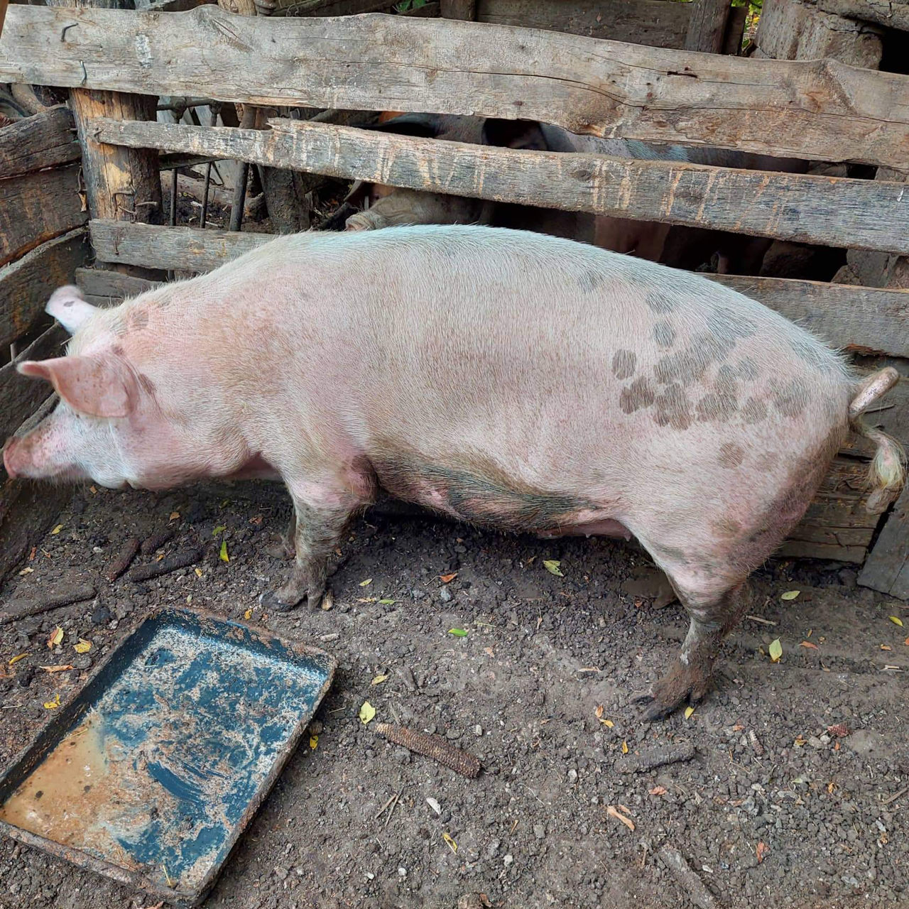 Vind un porc de 100 kg preti 48 lei kg