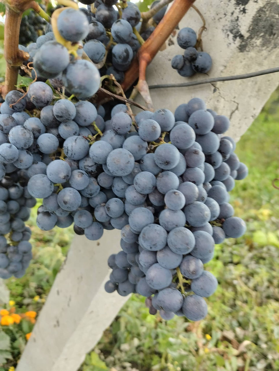 Poama Merlot pentru un vin de calitate.