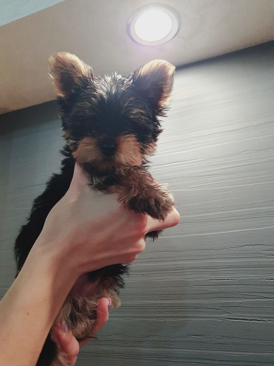 Se vinde baietel mini york superb.Virsta 3 luni,