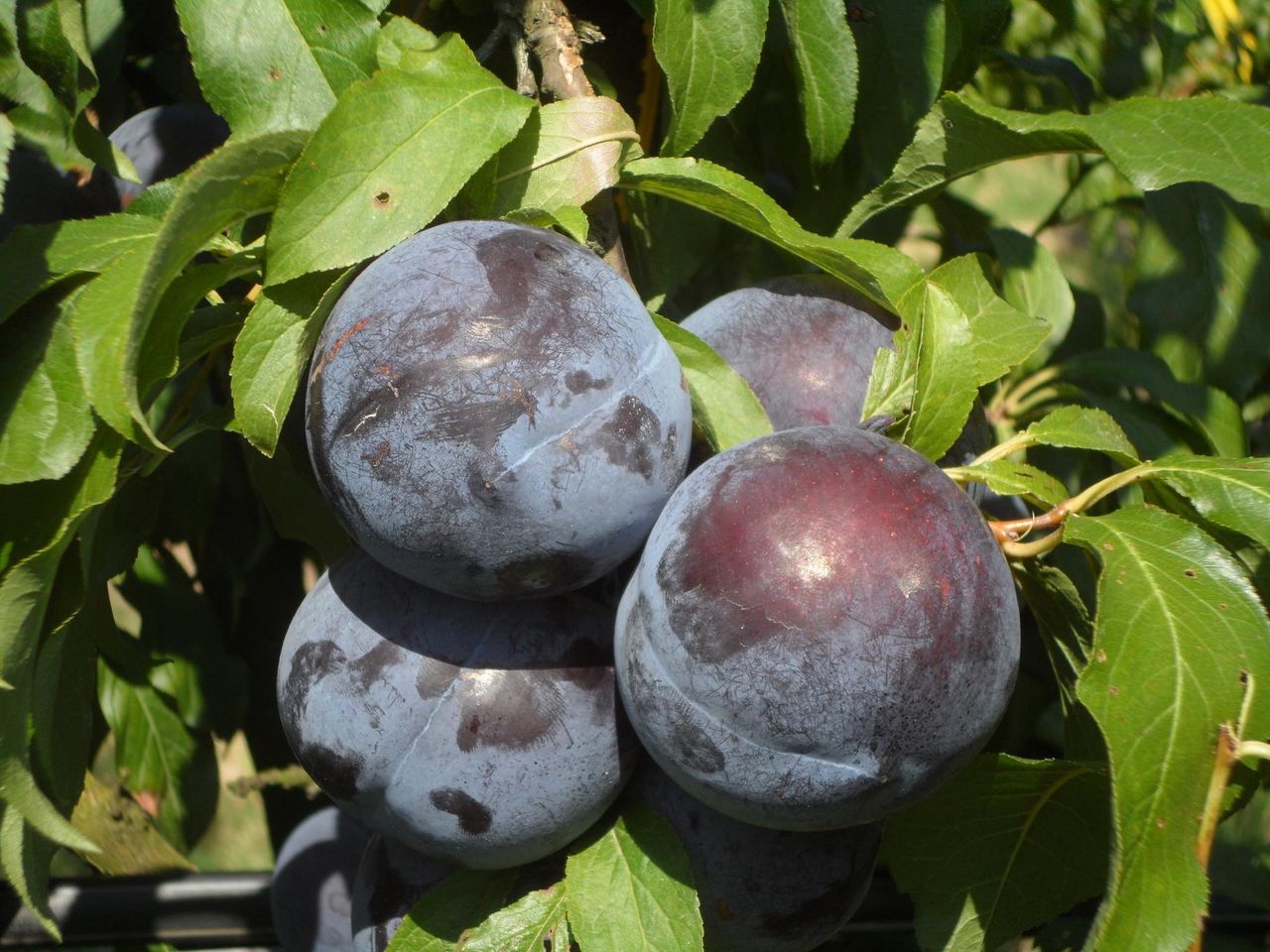 Livada de prun Black Star/Diamond