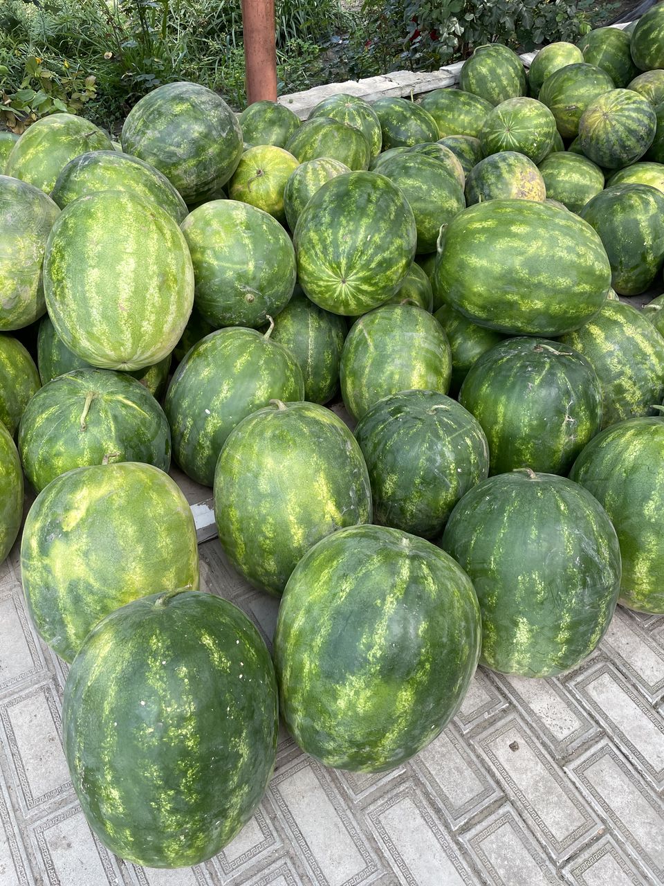 Vind harbuz angro