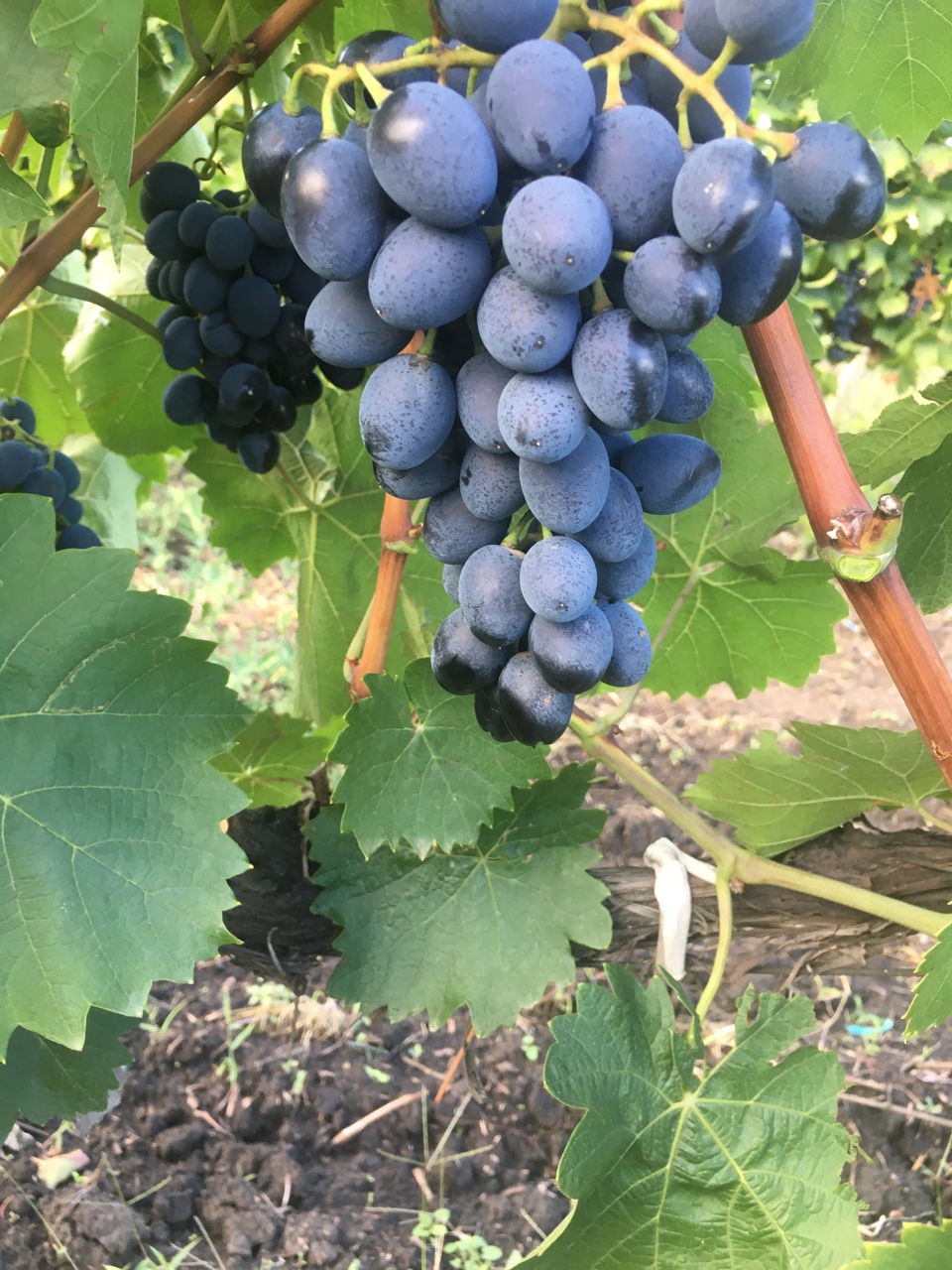 poama moldova la vin