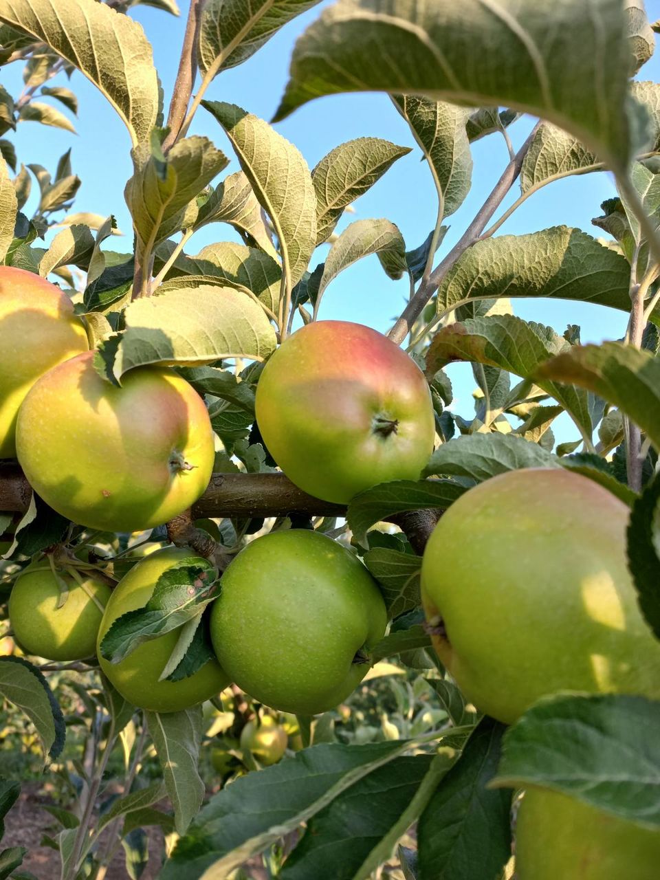 Vindem mere Red Welox, Red Jonaprince, Generos, Gala