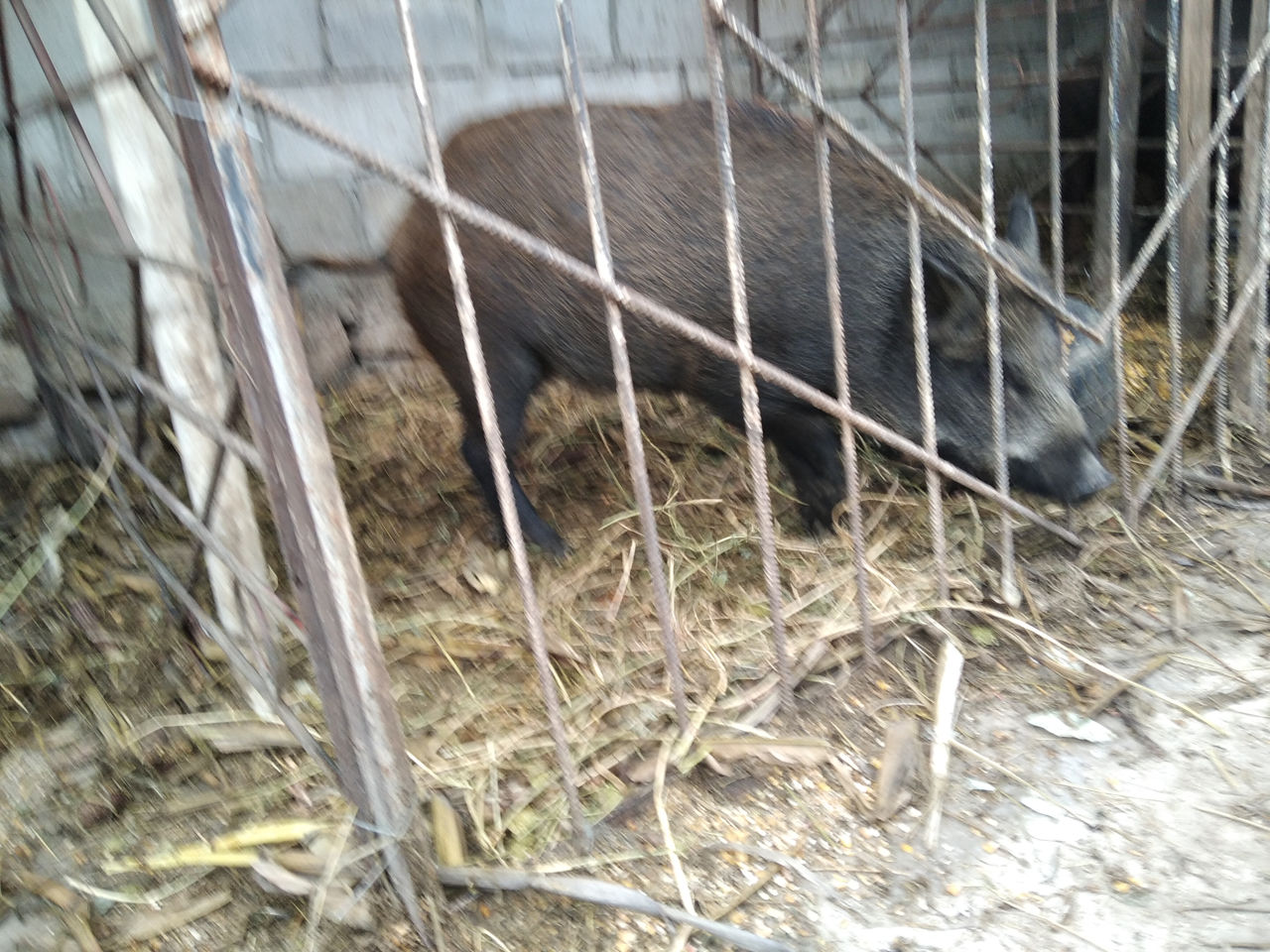 Vind jer mistret. 8000.lei