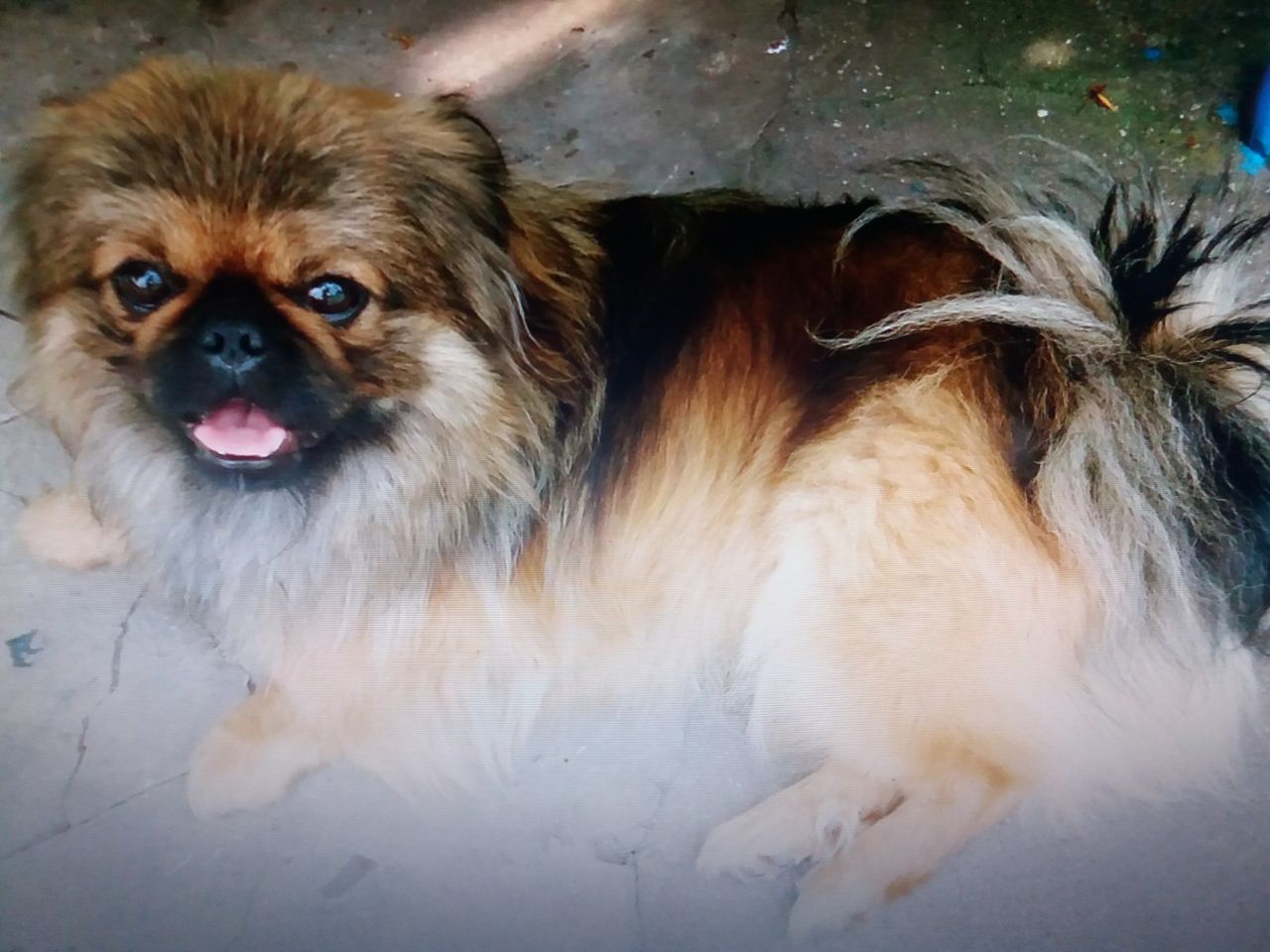 Vînd cătei de rasă pechinez