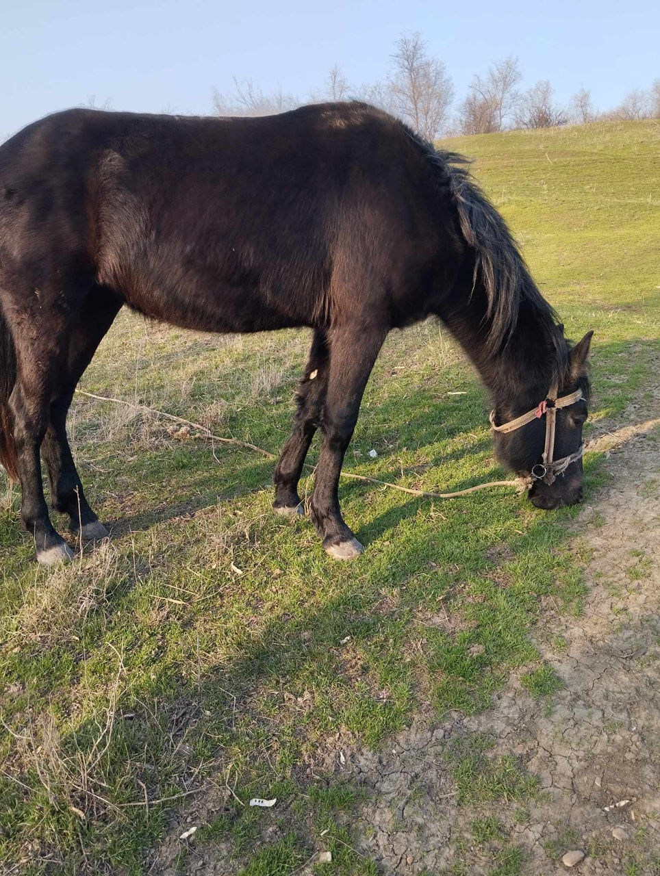 Se vinde iapa de rasa Arlovschi