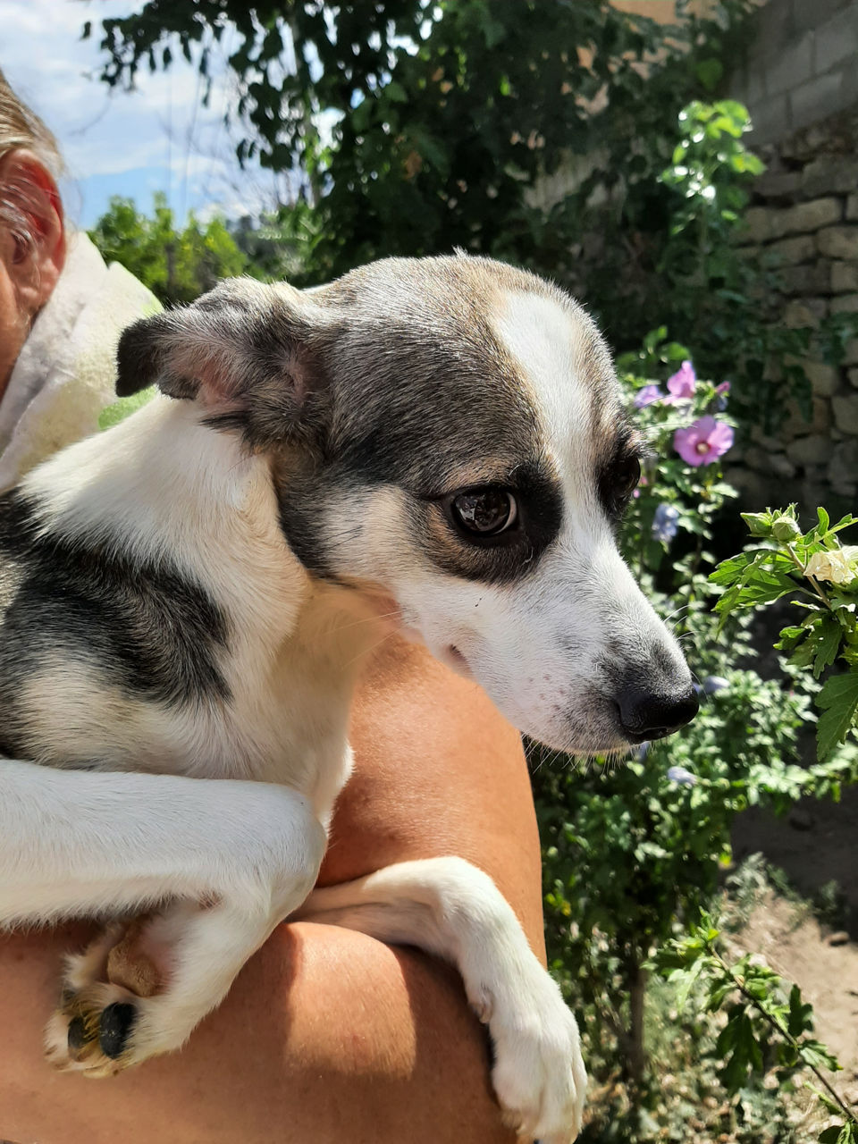 Daruim 2 catelusi hazlii pu o gospodarie