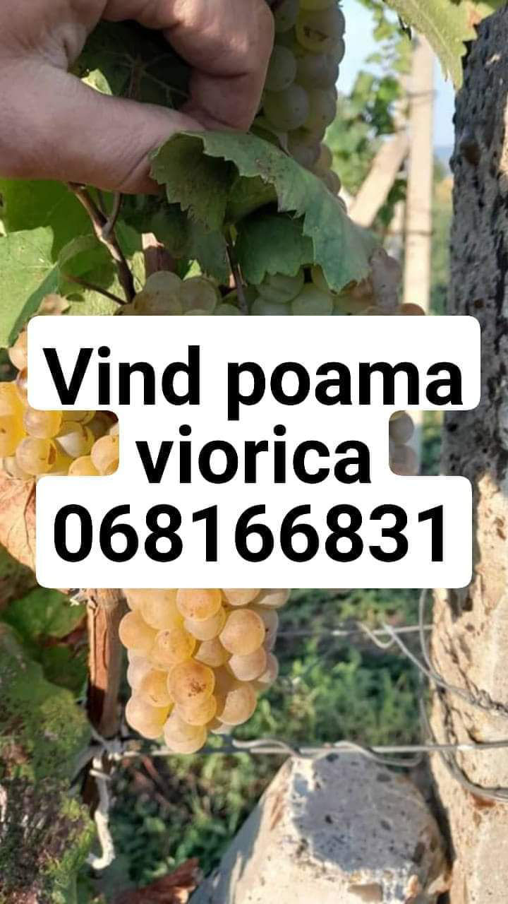 Poama la vin Viorica si alte soi de poama