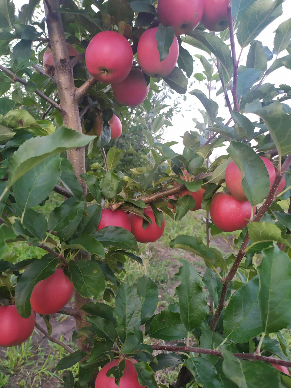 Vindem mere Gala-Max