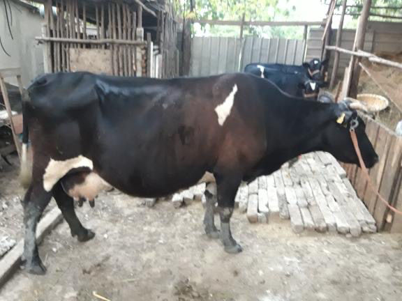 Vand vaca si Vitica!