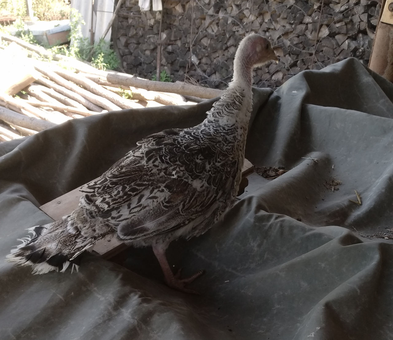 Rățuște mute, bibilici.gisti.curci