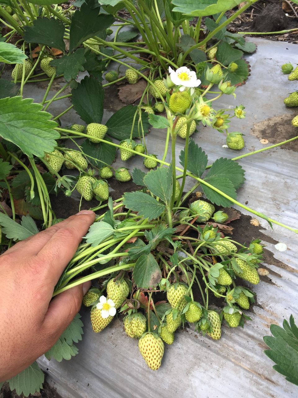 Rasad de capsuna care rodeste de mai multe ori pe an!