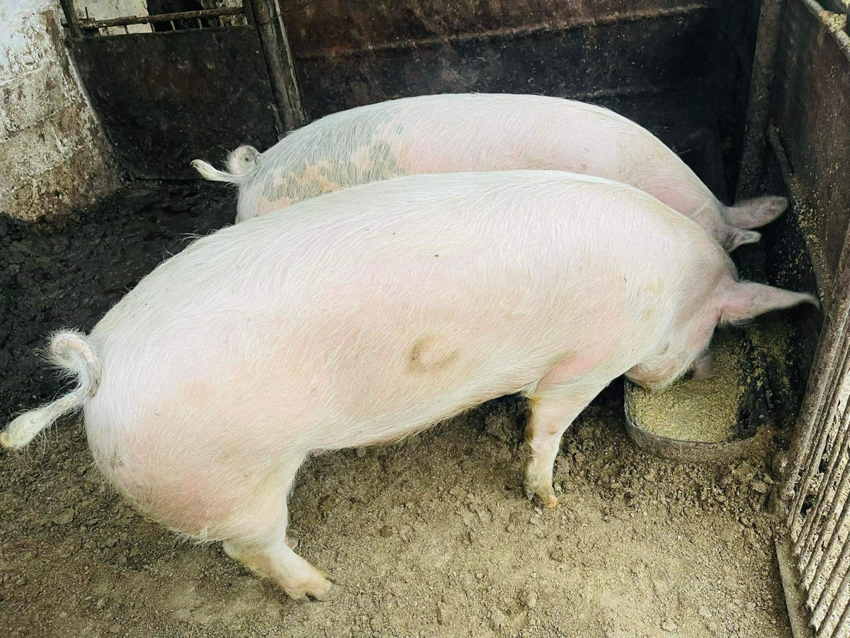 Porc de carne, crescut natural