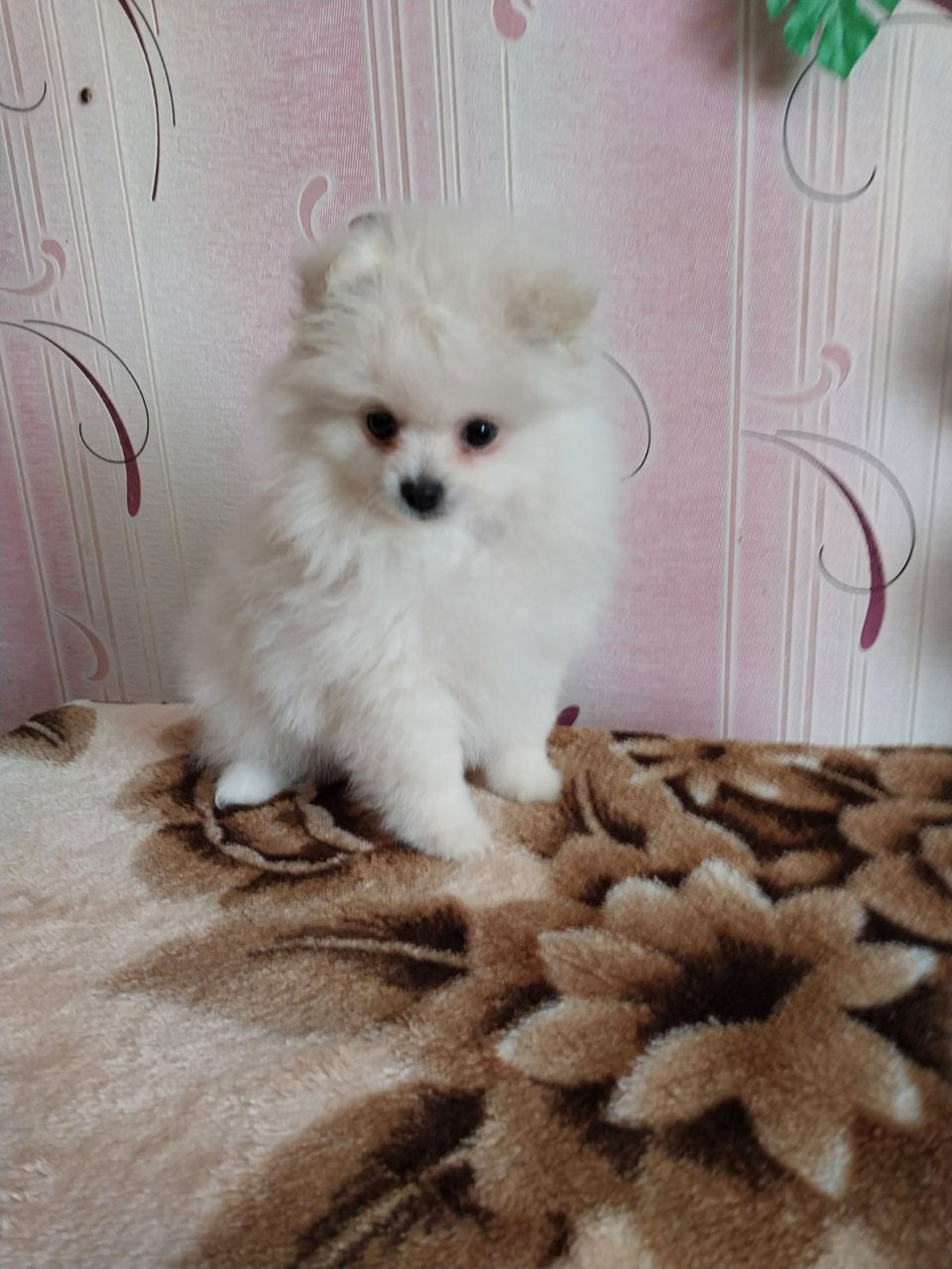 Щенки шпица