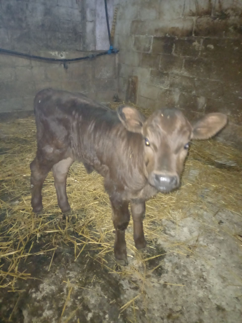 Vitica buna de tinut