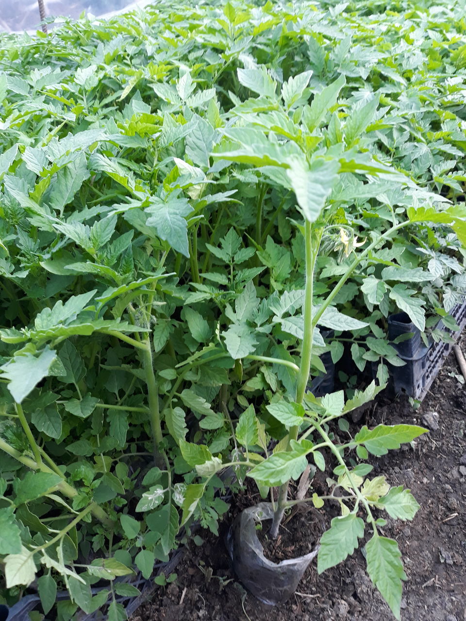 Rasad de rosii si castraveti