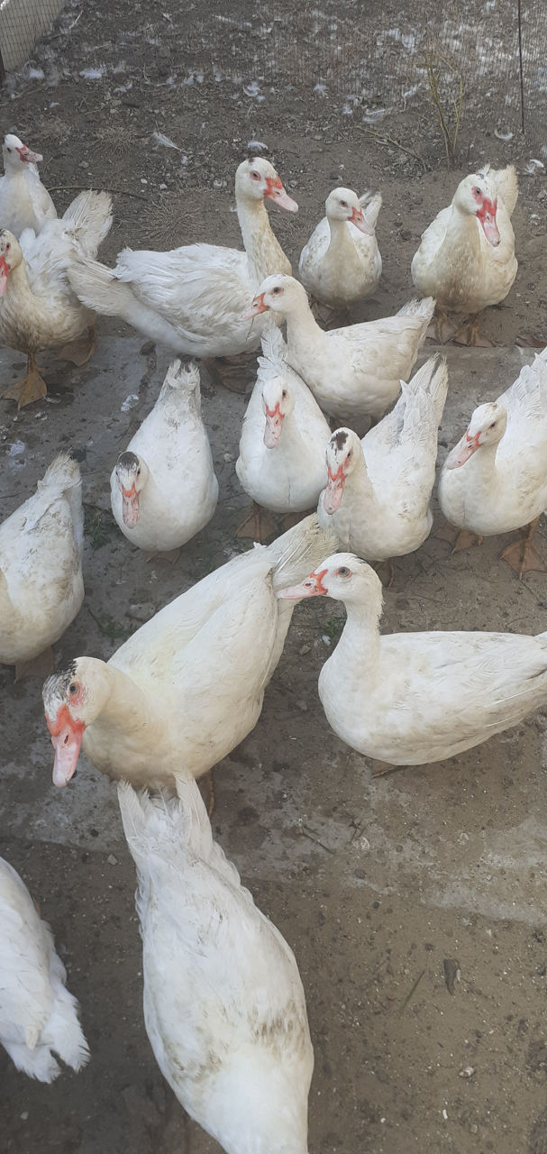 Se vind rati mute albe de rasa