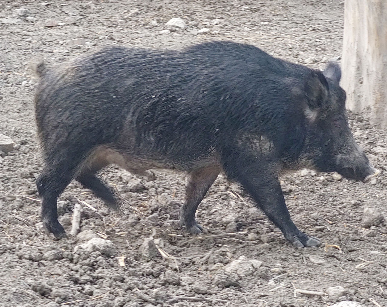 Vind jer mistret. Virsta 1.5ani. Greutate 100-120 kg.