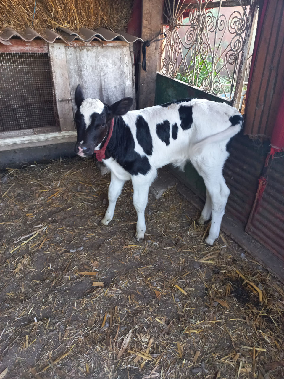 Se vinde vitel de o luna