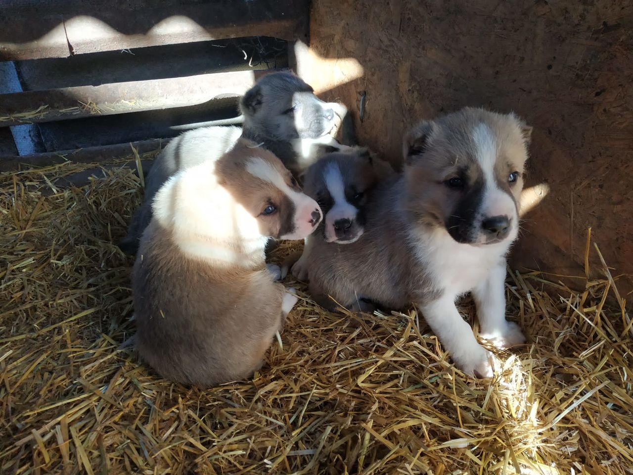 Vind catei de rasa volkodav