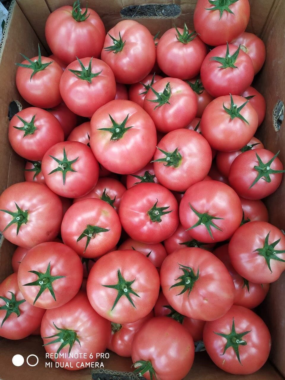 Мануса RZ F1 ( Manusa F1 ) семена розовых томатов Riijk Zwaan. Semințe ...