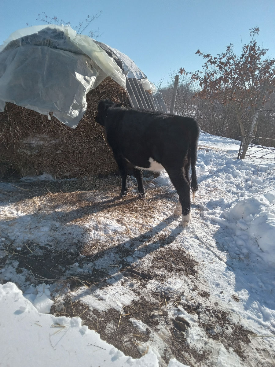 Vînd buhai de 2 luni si vitică de 9 luni cei cointe resati sunati