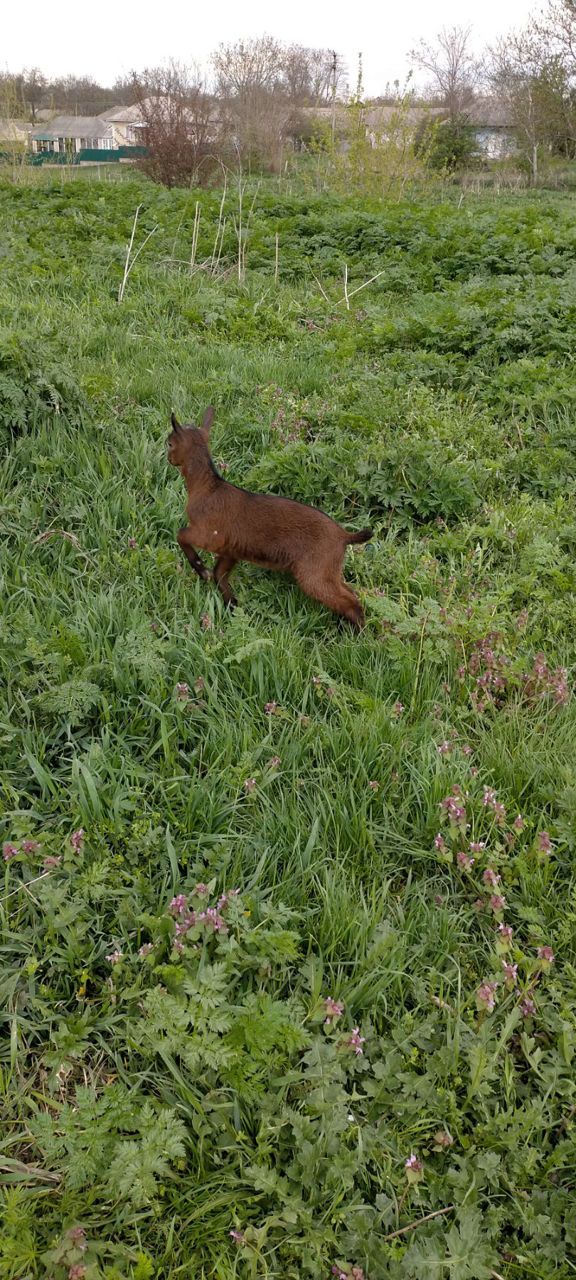 Capre Murciano Granadina