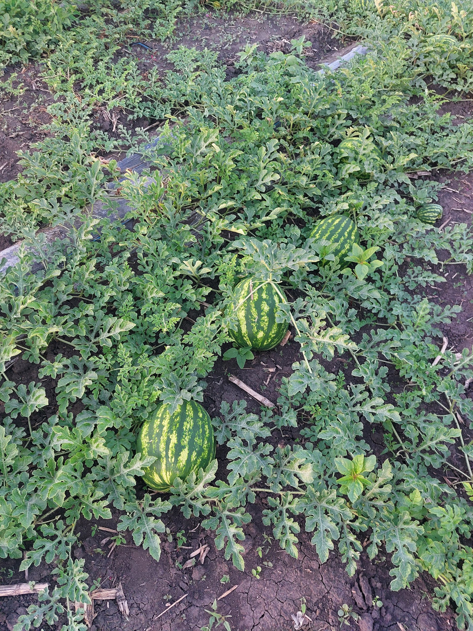 Pepene verde , in citeva zile incepem recoltarea, Avem cantitati mari ...