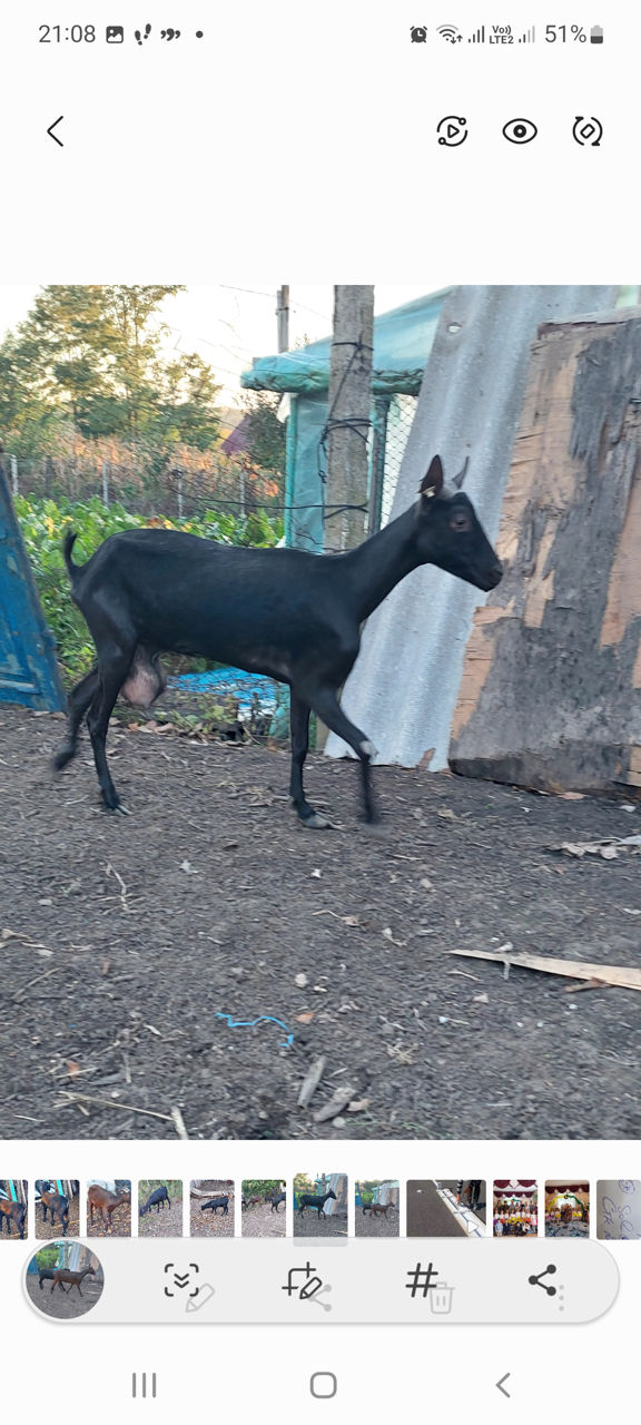 Vind capre și țap mursian