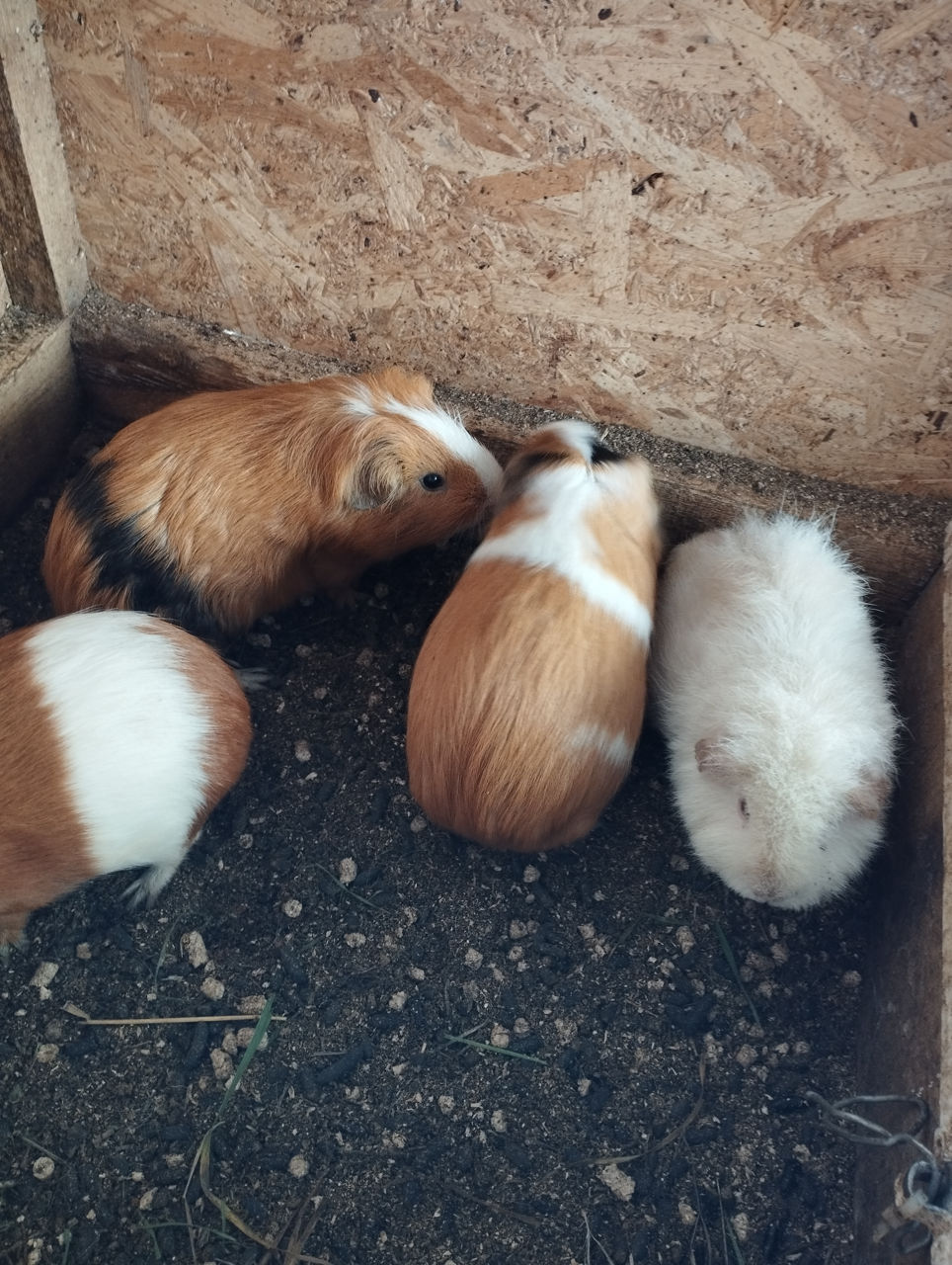 Se vinde doi baieti si doua fetite