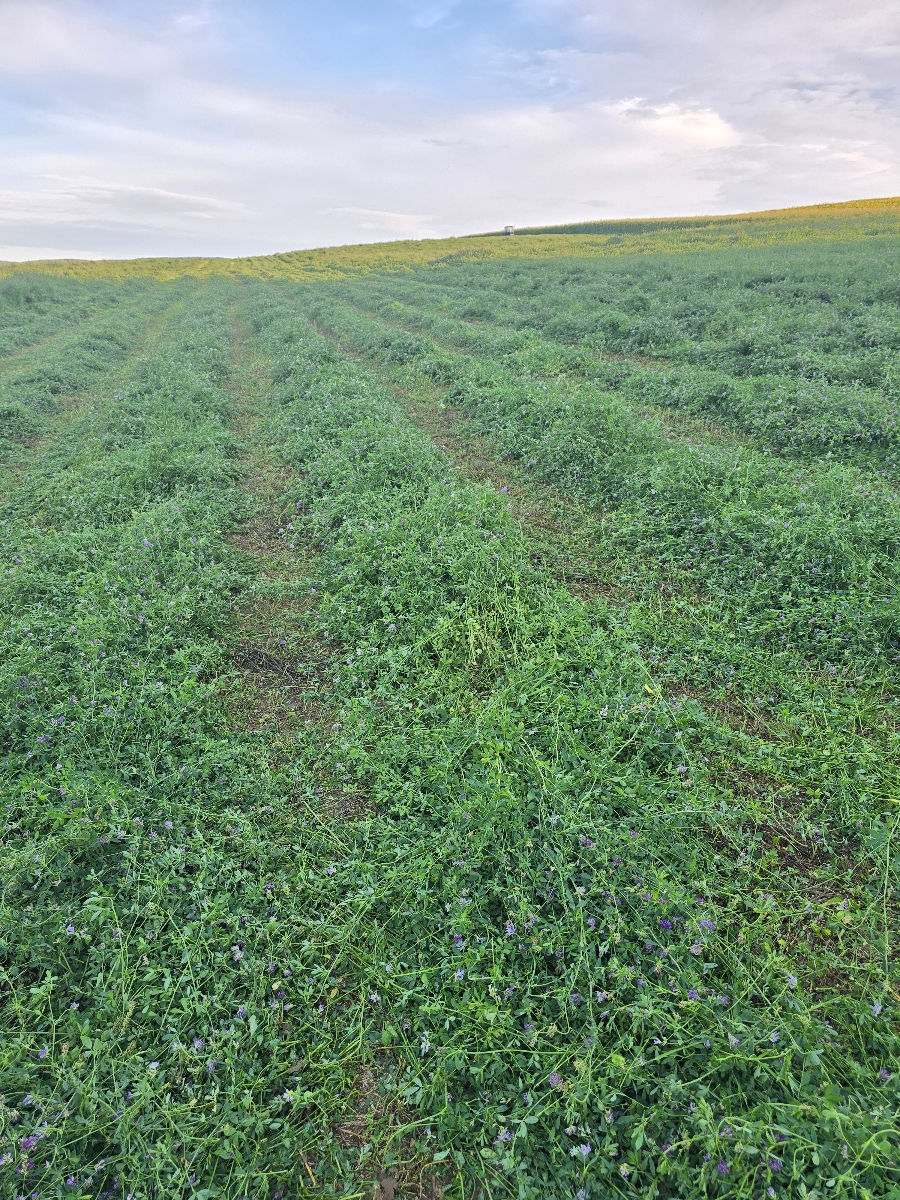 vind baloti de lucernă curată