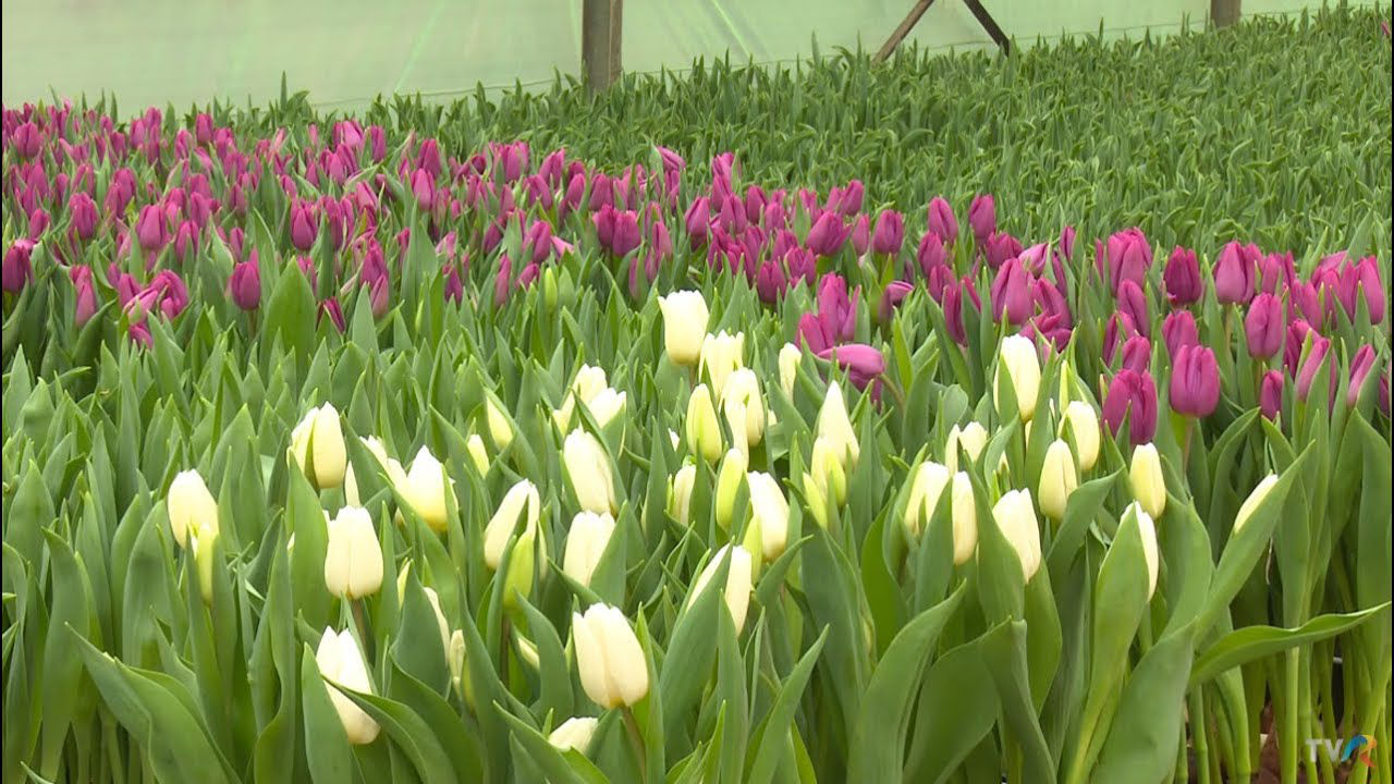 Vand bulbi (ceapa) de lalele