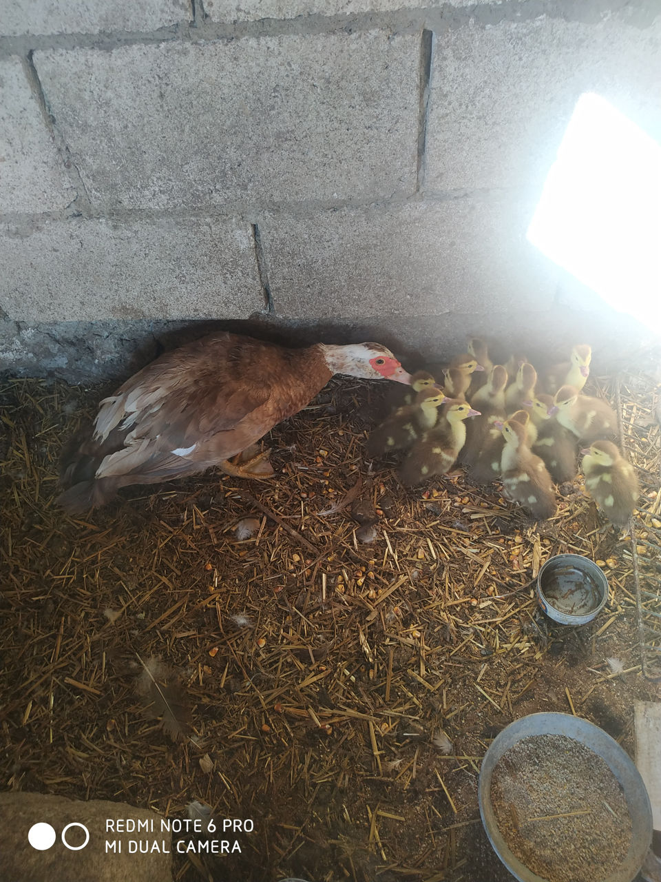 Vind rățuște mute