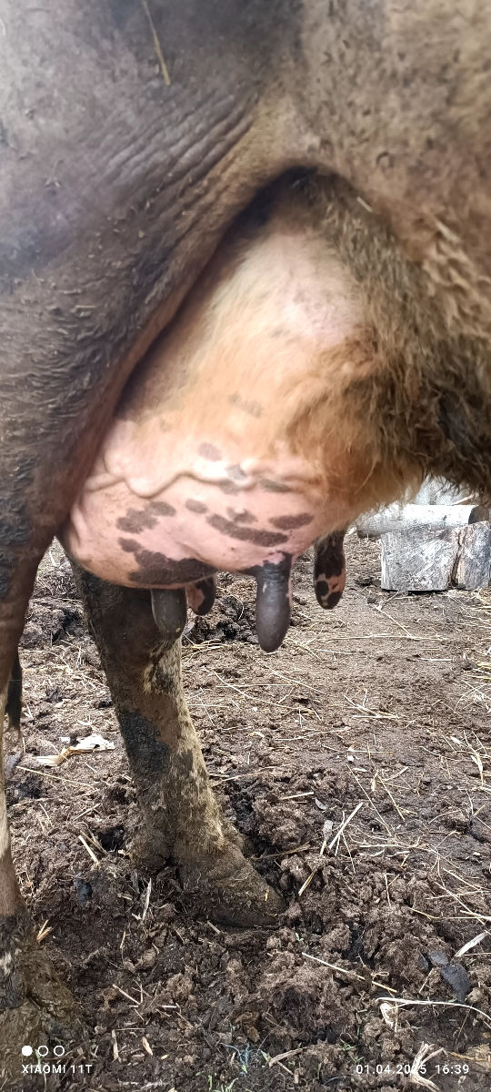 vind vaca o fatat se mulje