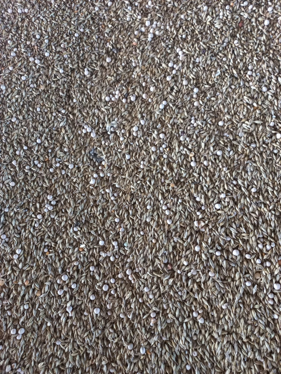 Vindem Orz cu mazare