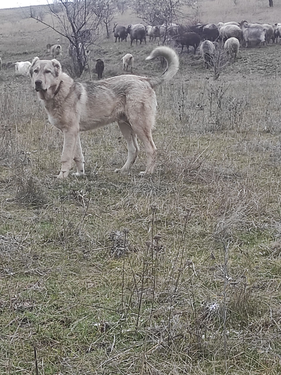 Se vinde catel volkodav