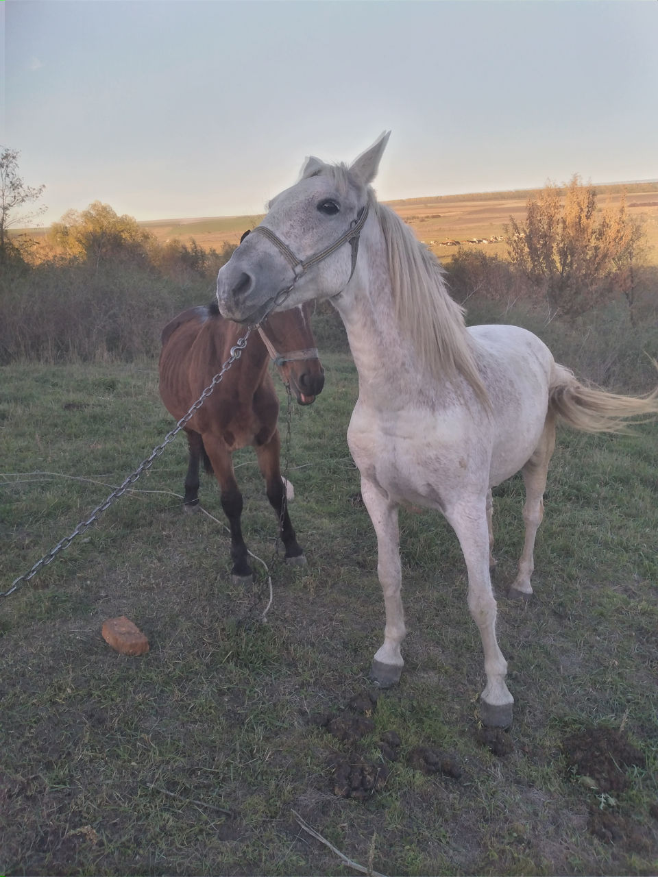 Vind minza de un an jumate